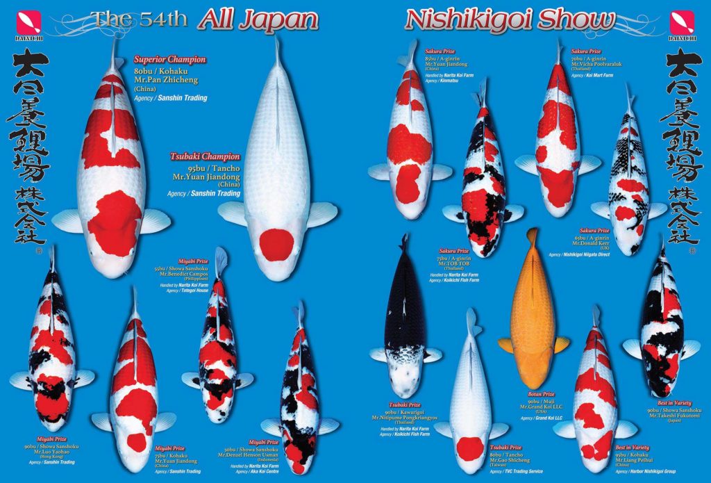 Dainichi Koi Farm / Congratulations The 54th All Japan Nishikigoi Show! – CÁ KOI VIETNAM